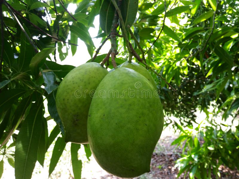 Mango stock image. Image of fruit, mango, summer, leaf - 126526639