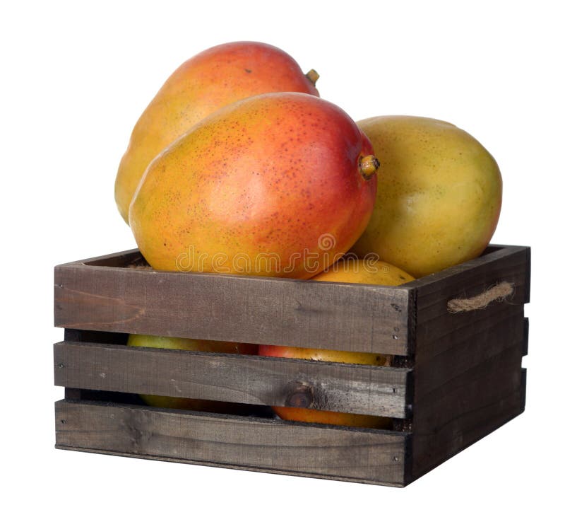 Mango stock photo. Image of juicy, tasty, mexican, large - 108182646