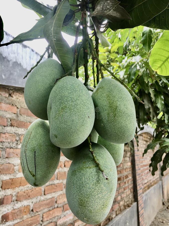 1,060 Indonesian Mango Stock Photos - Free & Royalty-Free Stock Photos ...