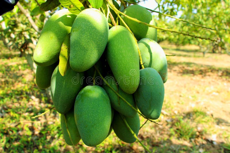 Mango Thai Green Fruits Most Sour Stock Image - Image of bushy, sour ...