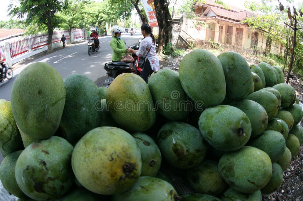 Mango editorial stock photo. Image of java, plant, watermelon - 34856908