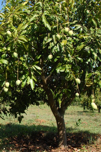 Mango tree stock photo. Image of heavy, tropical, mangou - 4782350