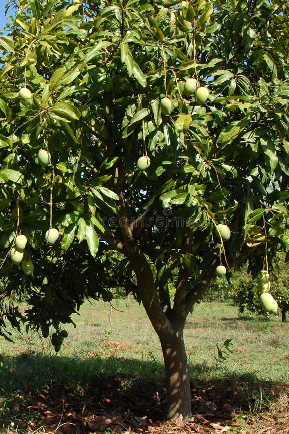 Mango tree stock photo. Image of heavy, tropical, mangou - 4782350