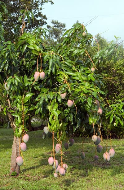 Mango Tree stock photo. Image of mangou, south, mango, mangot - 885228