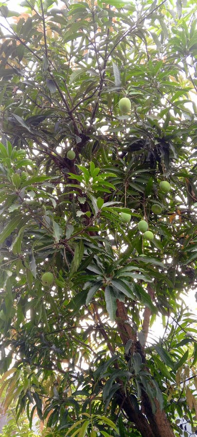 A Mango Tree with Abundant Fruit and Thick Leaves Stock Photo - Image of branch, jungle: 383130938