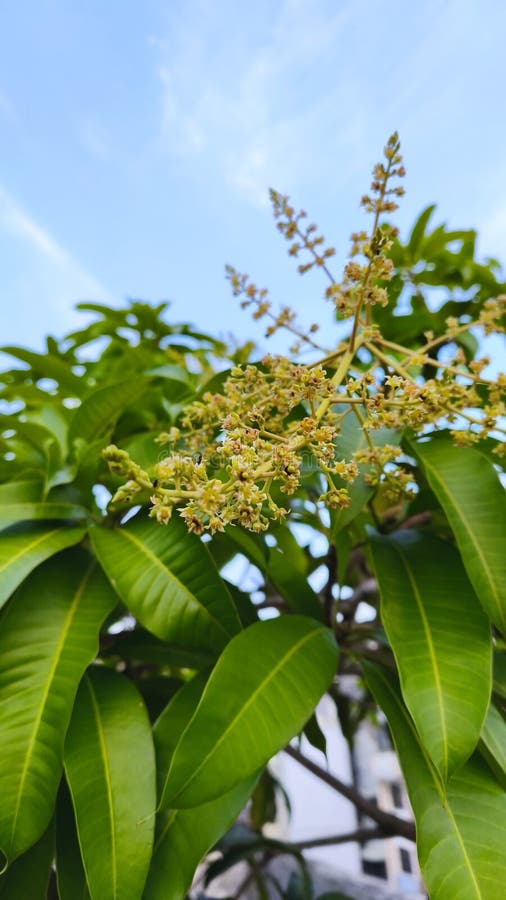 Mango Tree Against Blue Sky with White Cloud, Close Up. Mango Leaves ...