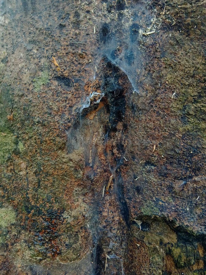 Mango Tree Bark. in a Close Up Photo Stock Photo - Image of sand ...