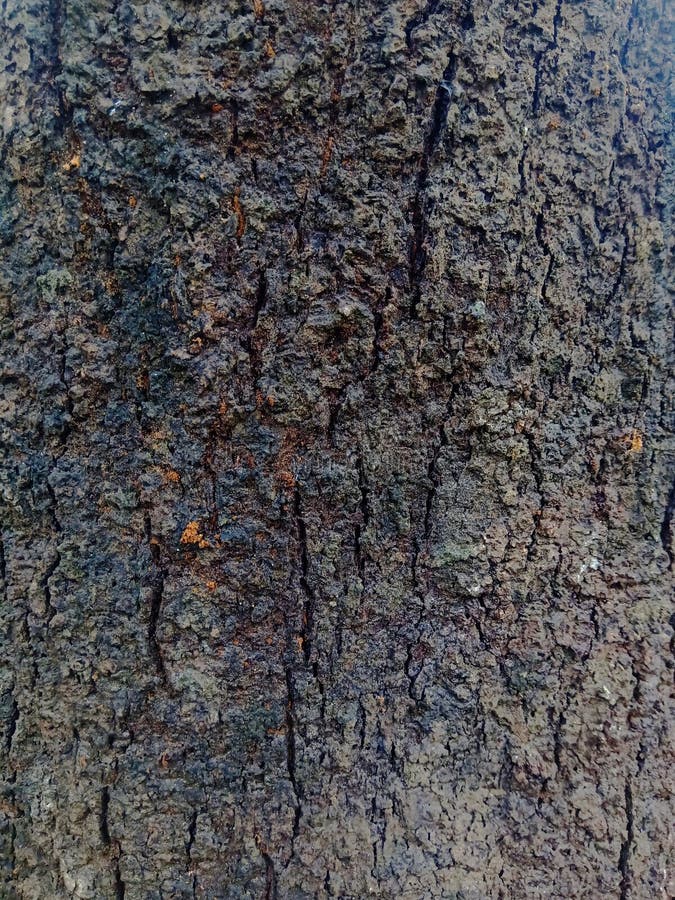 Mango Tree Bark. in a Close Up Photo Stock Photo - Image of abstract ...