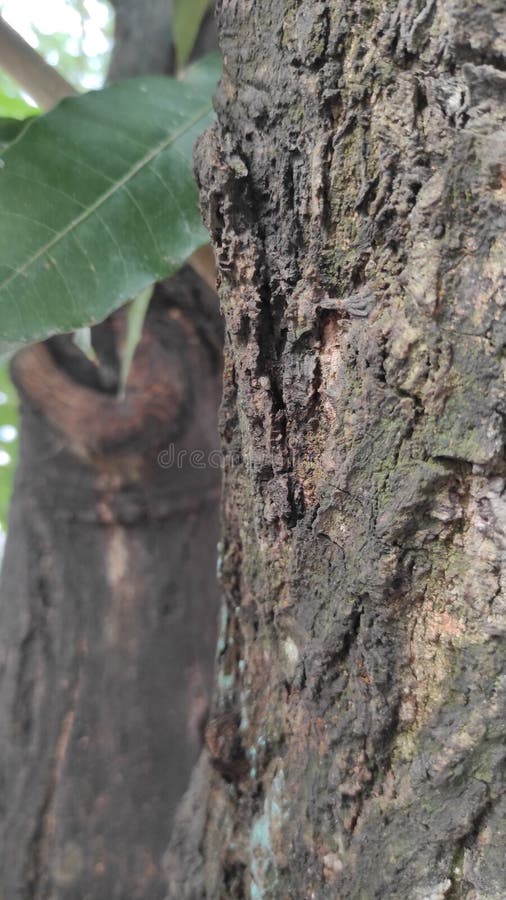 Mango Tree Bark Near the House Stock Photo - Image of tree, bark: 208857864