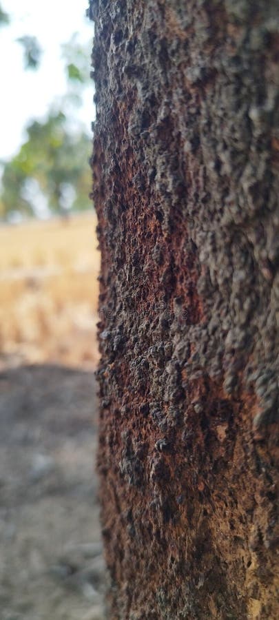 Mango tree bark texture stock photo. Image of mango - 293229656
