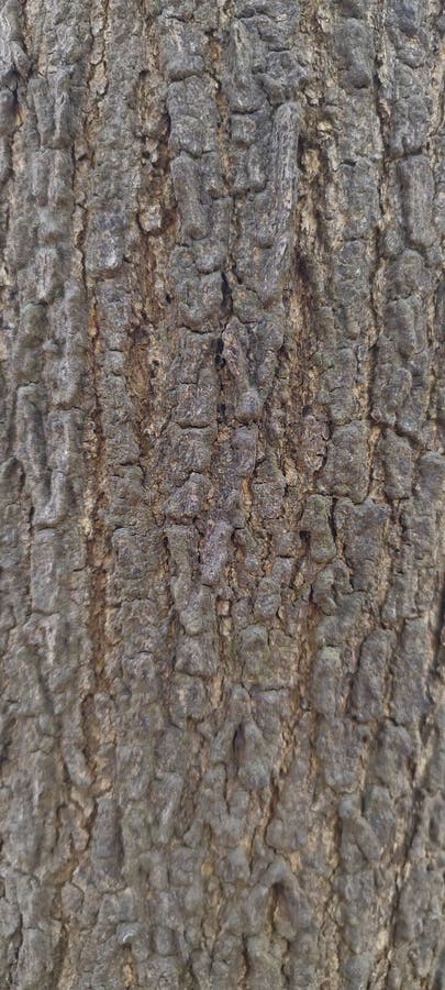 Mango tree bark texture stock photo. Image of mango - 293229570