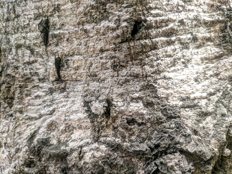 Mango Tree Bark Texture Close Up Stock Photo - Image of dirt ...