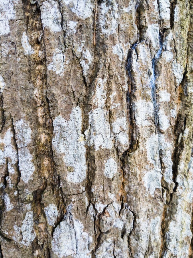 Mango tree bark texture stock photo. Image of frost - 282779678