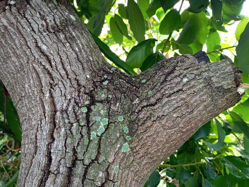 Mango tree bark texture stock photo. Image of nature - 366351440