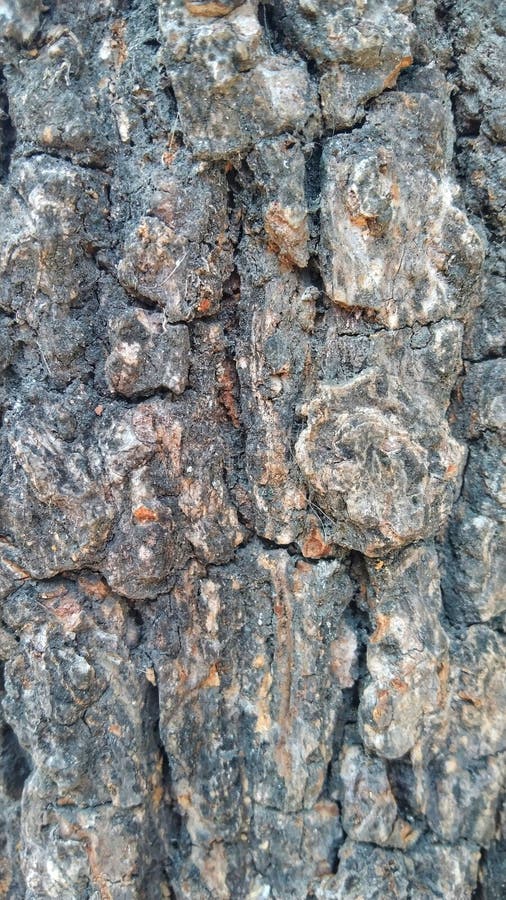 Mango Tree Bark Texture with Square Structure Stock Photo - Image of ...