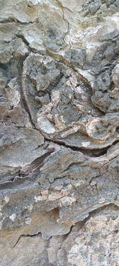 Mango tree bark stock image. Image of biomass, chlorophyll - 308380667