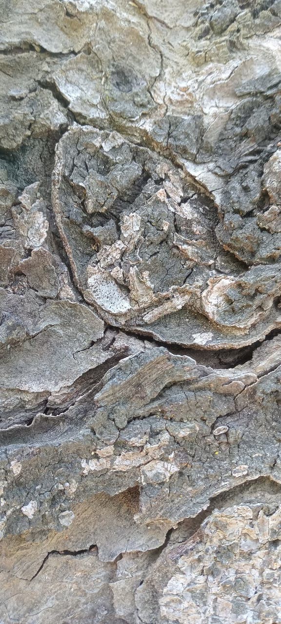 Mango tree bark stock image. Image of biomass, chlorophyll - 308380667