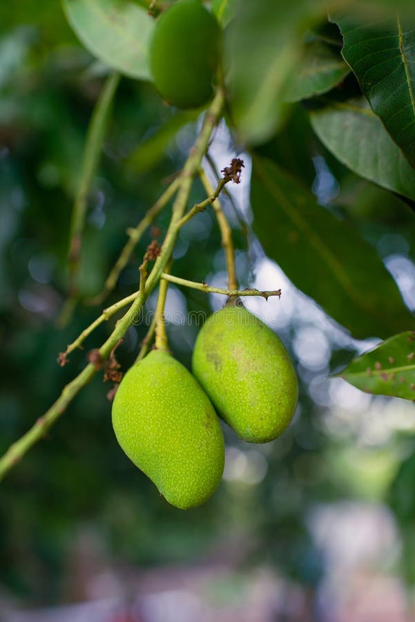 The Mango Tree, that Began To Produce is Small in Size Stock Photo ...