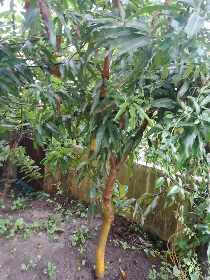 Mangocape with Steem and Roots Stock Image - Image of strong, stem ...