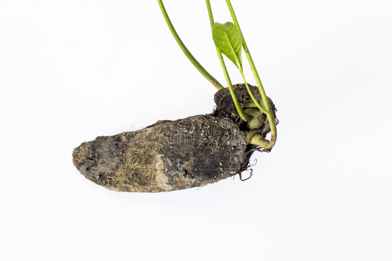 Mango Root Tree on Field Nature Countryside. Stock Photo - Image of ...