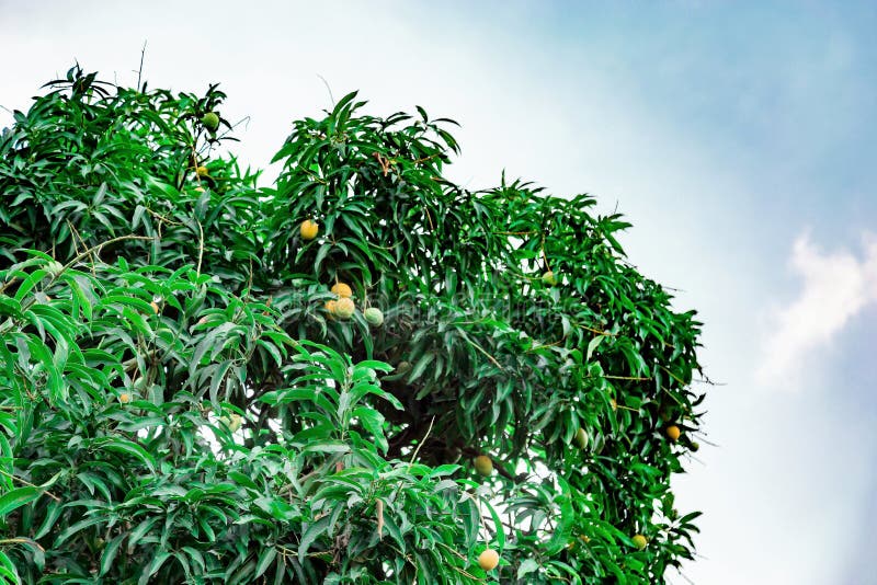 Stages Mango Tree Stock Photos - Free & Royalty-Free Stock Photos from ...