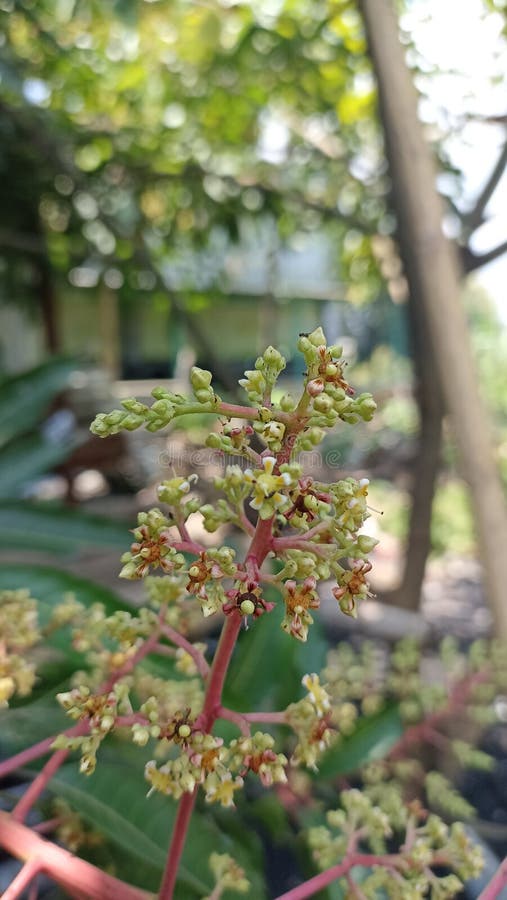 A Mango Tree that is in Bloom and Ready To Bear Fruit Stock Image ...