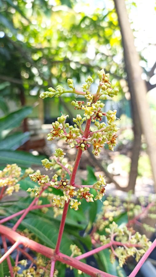 A Mango Tree that is in Bloom and Ready To Bear Fruit Stock Image ...