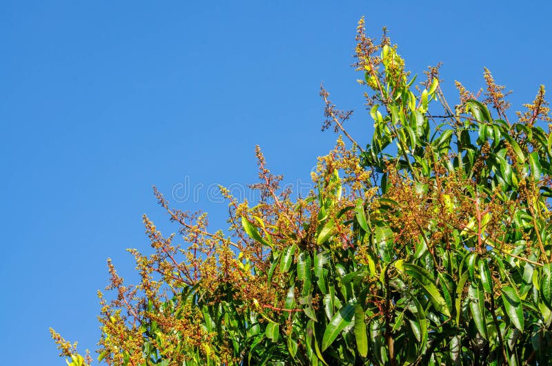 Mango Tree Blooming stock image. Image of blooming, leaves - 217560625