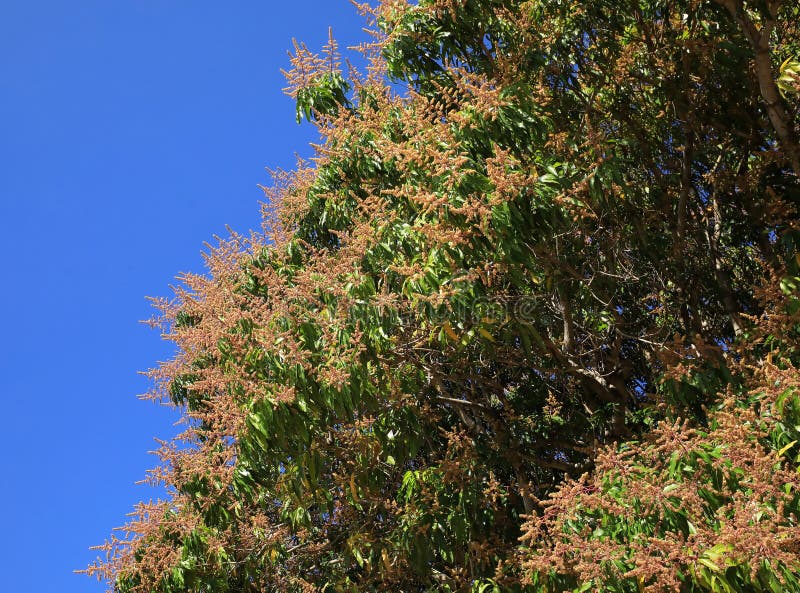 Mango Tree Blossoms stock photo. Image of garden, exotic - 271465132