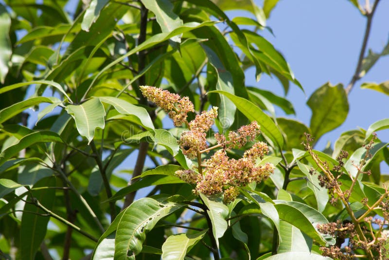 Mango Tree Blossoms Of Mango Flower Stock Photo - Image of fruit, flora ...