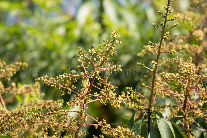 Mango Tree Blossoms of Mango Flower Stock Image - Image of vitaminc ...