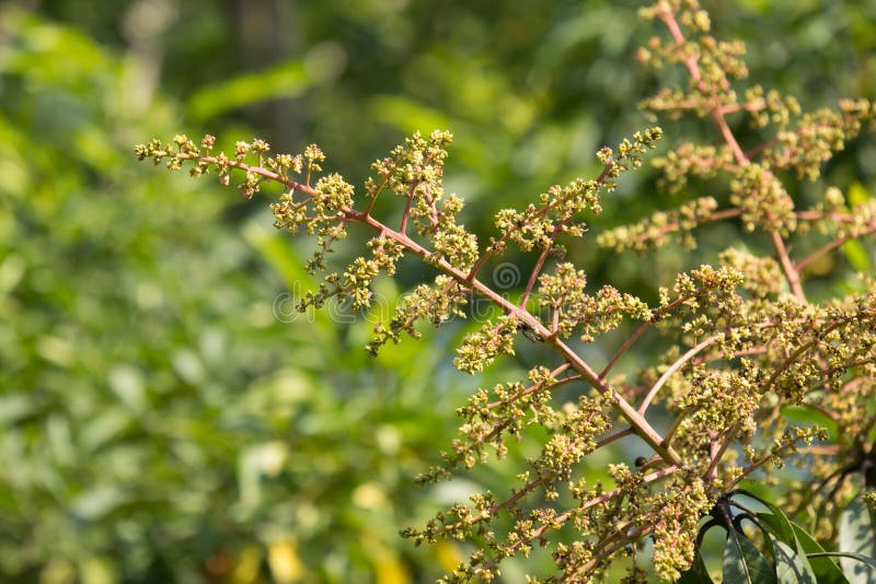 Mango Tree Blossoms of Mango Flower Stock Image - Image of food, branch ...