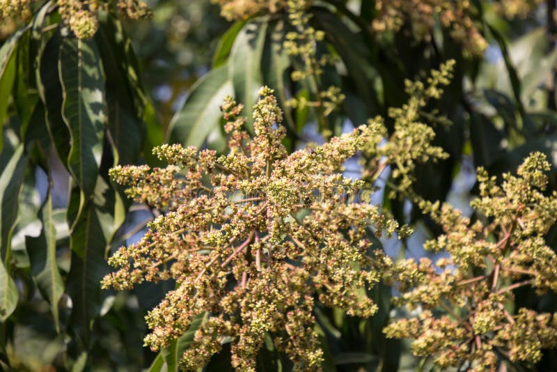 Mango Tree Blossoms of Mango Flower Stock Image - Image of small, food ...