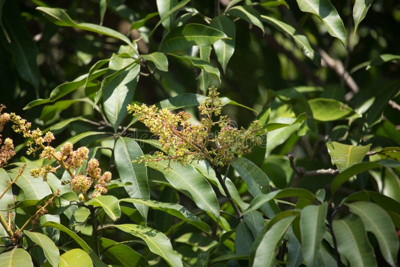 Mango Tree Blossoms of Mango Flower Stock Image - Image of branch ...