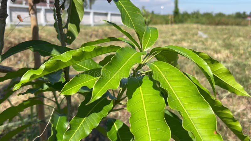 Mango Tree Blown by Wind in Thailand Stock Video - Video of food, macro ...