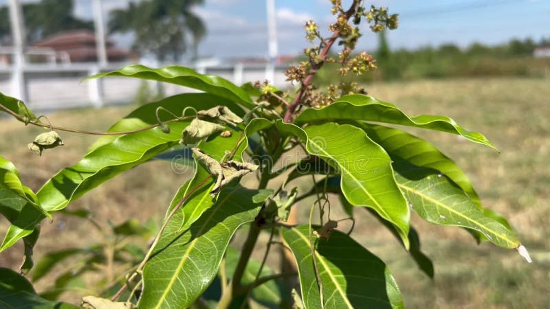 Mango Tree Blown by Wind in Thailand Stock Video - Video of food, macro ...