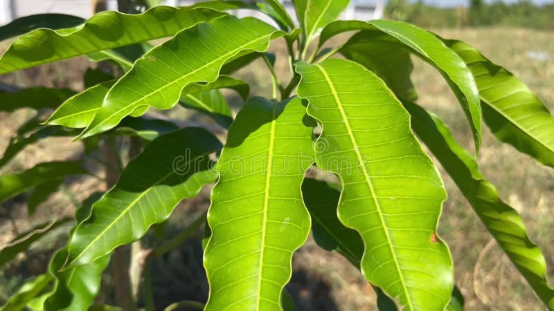 Mango Tree Blown by Wind in Thailand Stock Footage - Video of organic ...