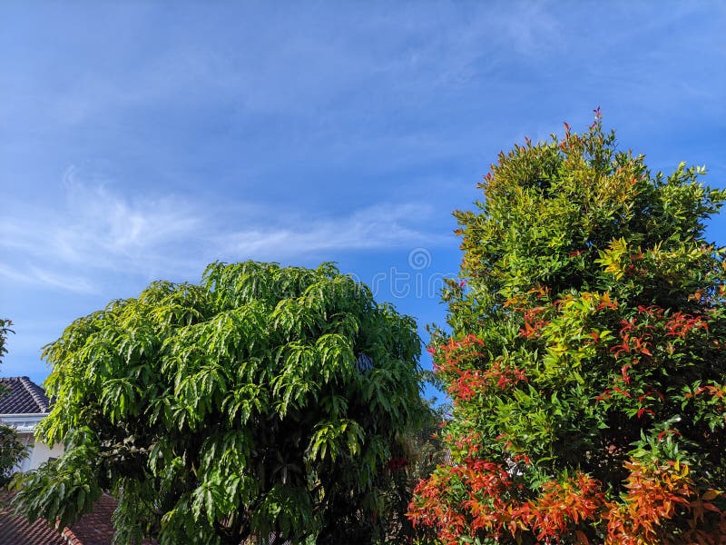 Mango Tree with Blue Sky Background Stock Photo - Image of landscape ...
