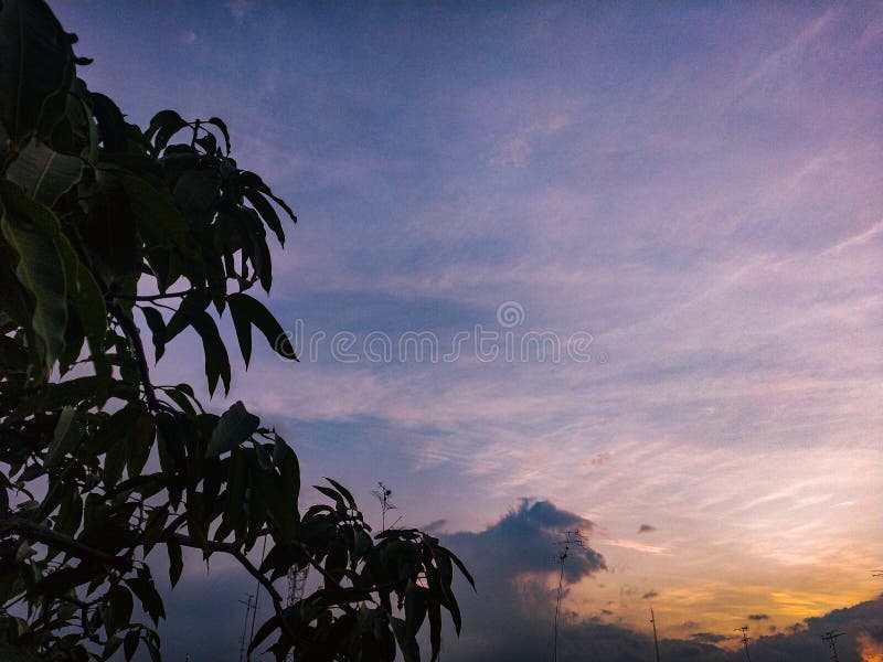 Mango Tree with Blue Sky and White Cloud Background at Sunset Stock ...