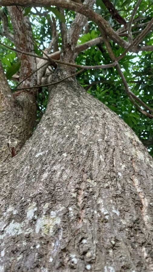 Mango tree body stock image. Image of hits, stem, model - 262555381