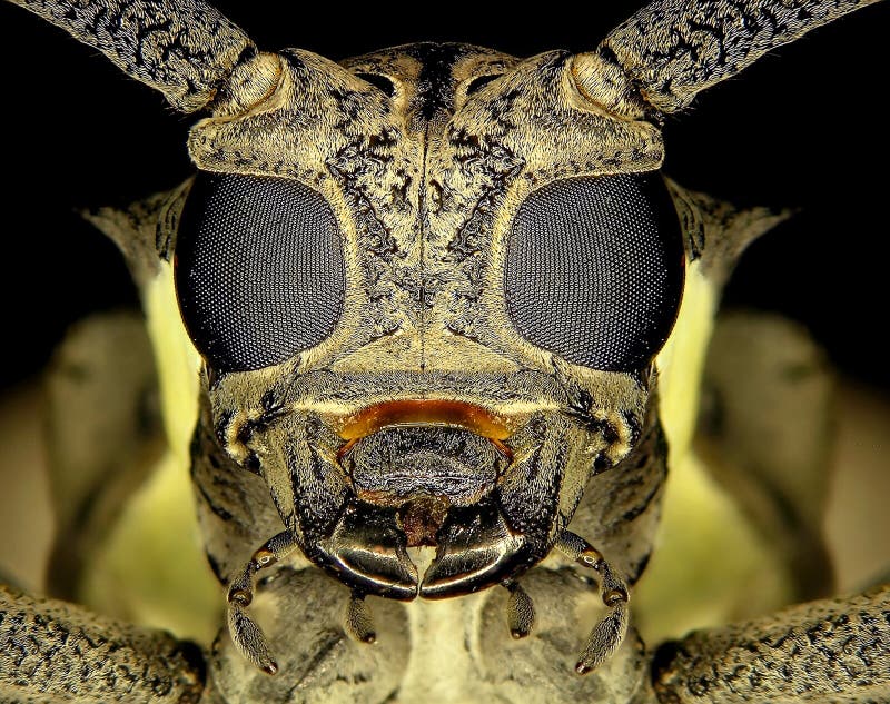 Fig Tree Borer stock image. Image of borers, pests, bugs - 36980963