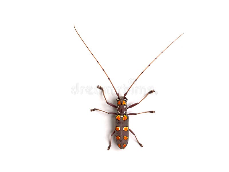 Mango Tree Borer Batocera Rufomaculata Stock Image - Image of pest ...