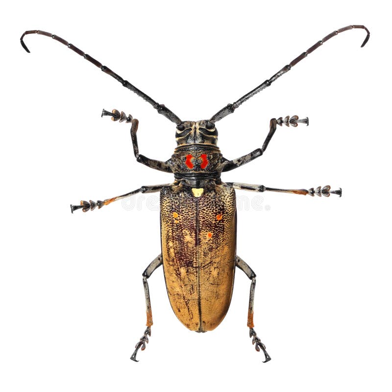 Fig Tree Borer stock image. Image of borers, pests, bugs - 36980963