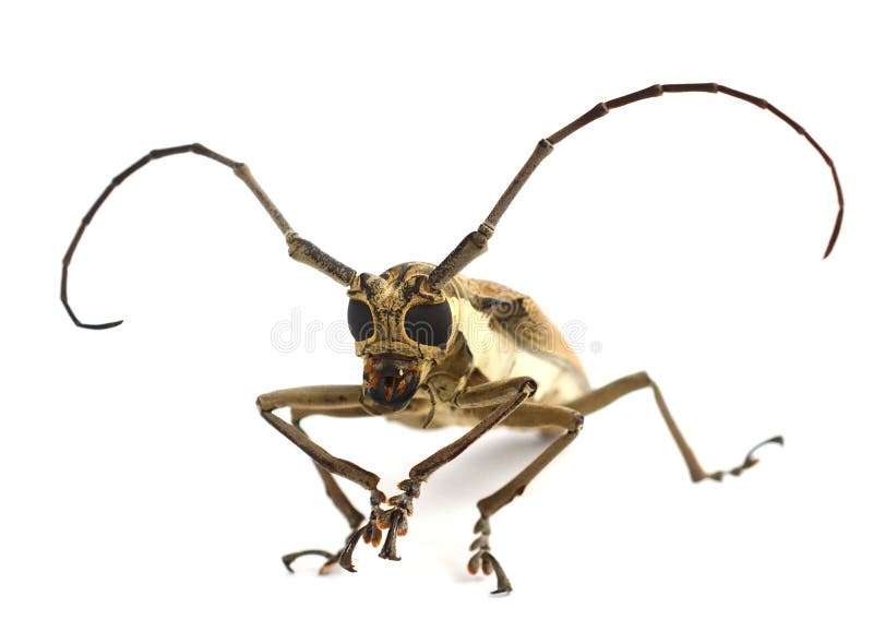 Mango Tree Borer Isolated on White Stock Image - Image of clotures ...