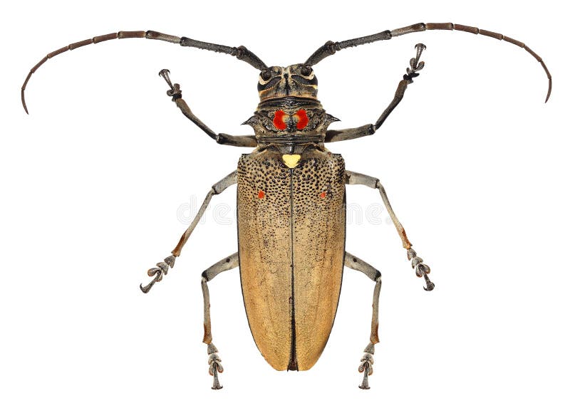 Mango tree borer stock image. Image of horn, mango, wildlife - 101435783