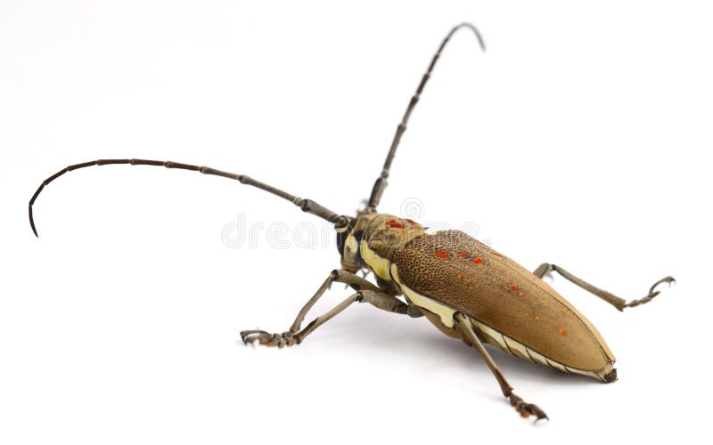 Fig Tree Borer stock image. Image of borers, pests, bugs - 36980963