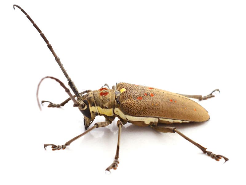 Fig Tree Borer stock image. Image of borers, pests, bugs - 36980963