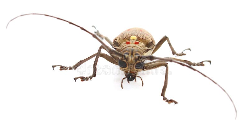 Fig Tree Borer stock image. Image of borers, pests, bugs - 36980963