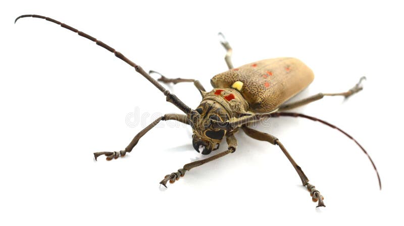 Mango tree borer. stock photo. Image of graphics, closeup - 138181388