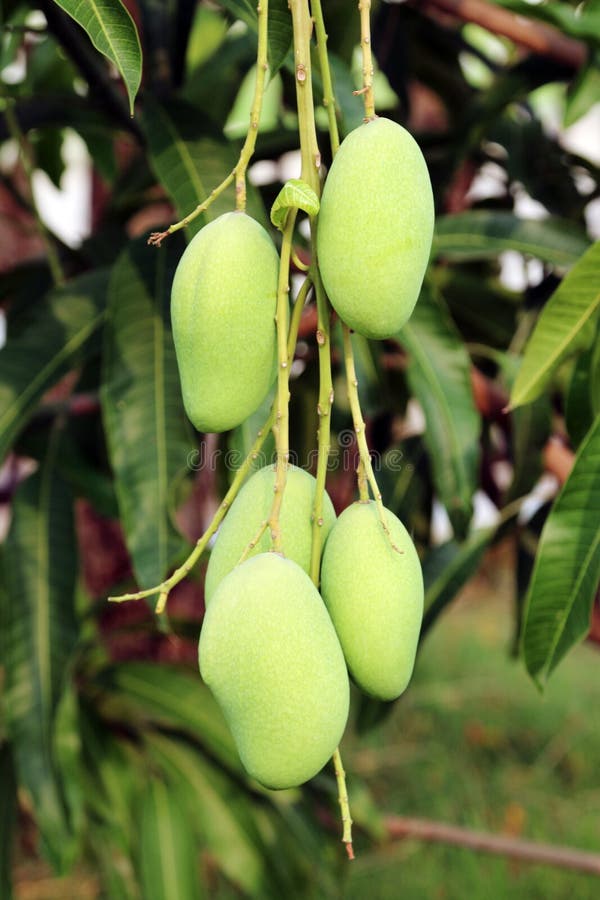 Mango on tree branch. stock photo. Image of outdoors - 55948874